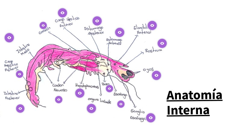 Anatomia interna y externa del camaron