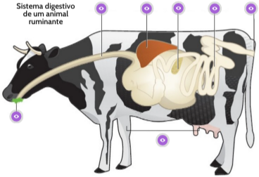 Sistema digestivo de um animal ruminante