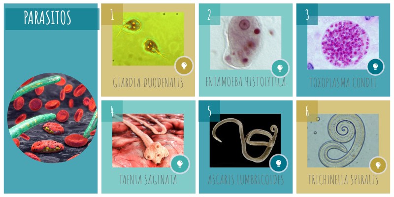 PARASITOS