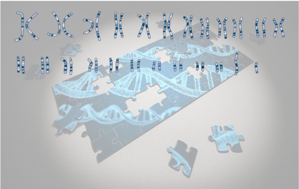 Kariotip/Kariogram Interaktivni