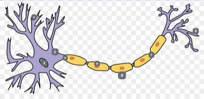 Neuron Interactive Image