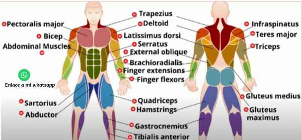 Main muscles 1