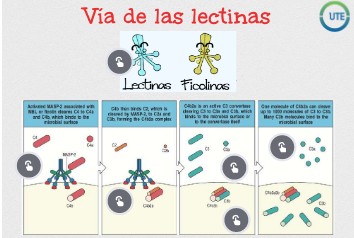 Vía de las lectinas