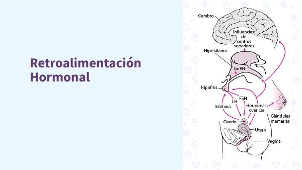 Regulación hormonal