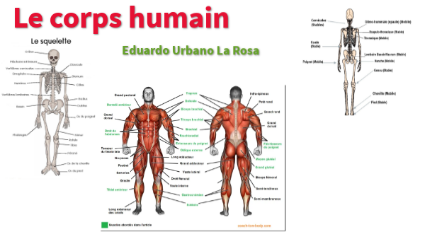 le corps humain.