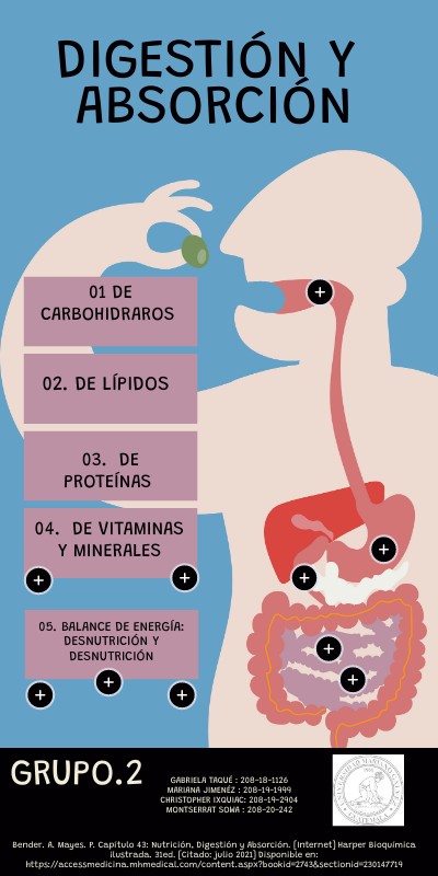 Infografía digestión y absorción