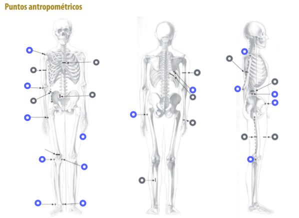 Puntos antropométricos