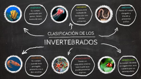 CLASIFICACIÓN DE LOS INVERTEBRADOS
