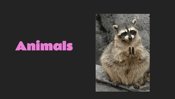 The Animals