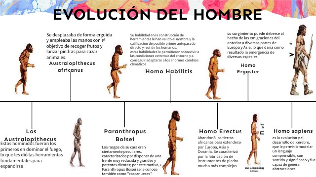 ETAPAS DE EVOLUCIÓN HUMANA