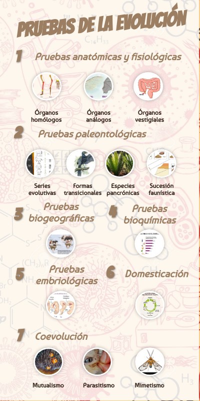 PRUEBAS EVOLUCIÓN