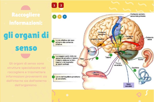 Gli organi di senso e i recettori sensoriali