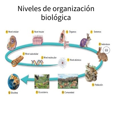 Niveles de organización biológica