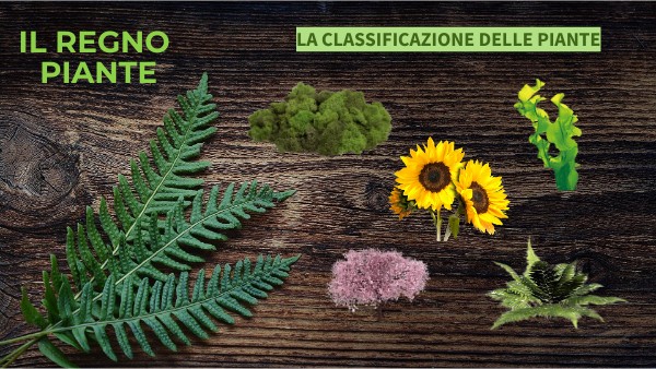 Il regno piante - classificazione