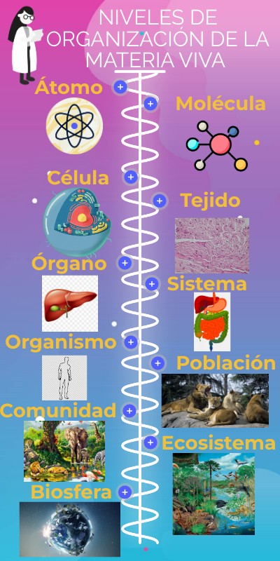 Niveles de organización de la materia viva