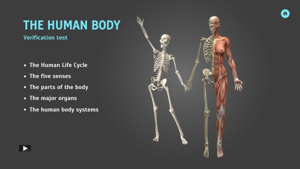 The human body
