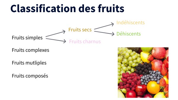 Classification des fruits