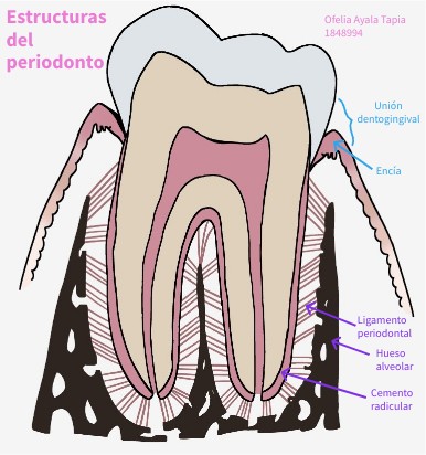 estructuras del periodonto de unión y protección