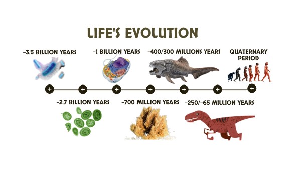 LIFE'S EVOLUTION