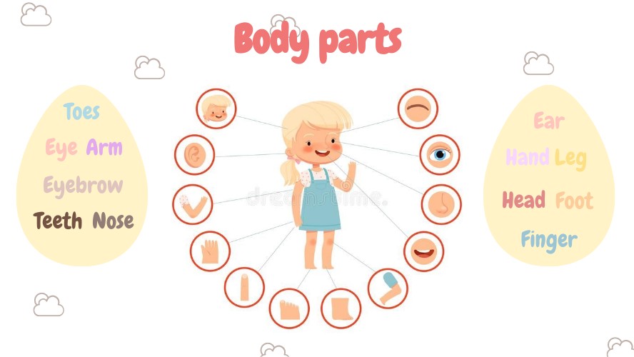 Body Parts