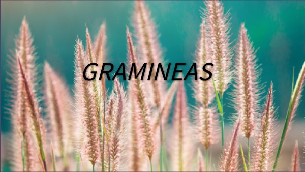 gramineas