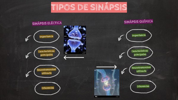 TIPOS DE SINÁPSIS