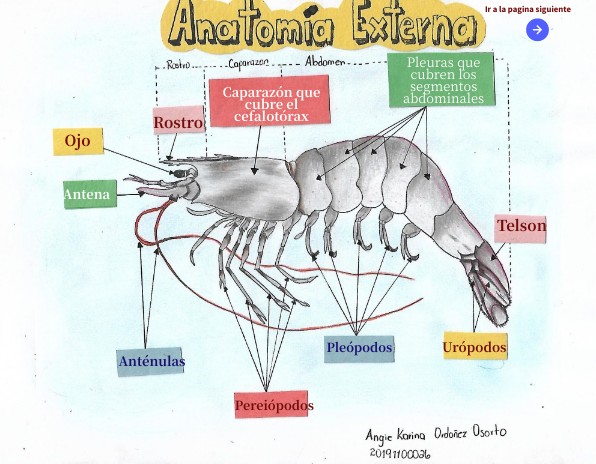 Anatomía Externa e Interna del Camarón