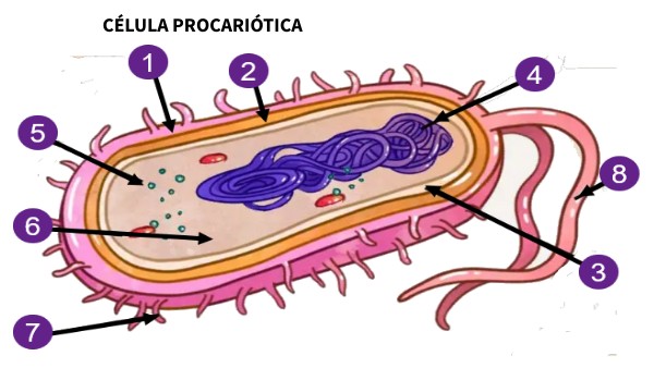 CÉLULA PROCARIÓTICA