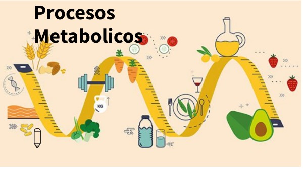 Procesos Metabolicos