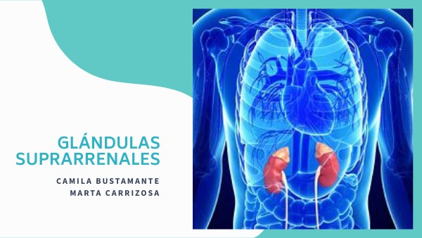 GLÁNDULAS SUPRARRENALES