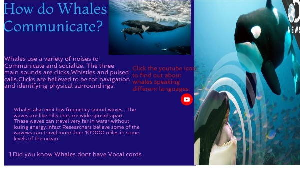 How do Whales Communicate?