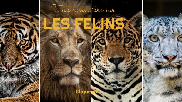 Les félins