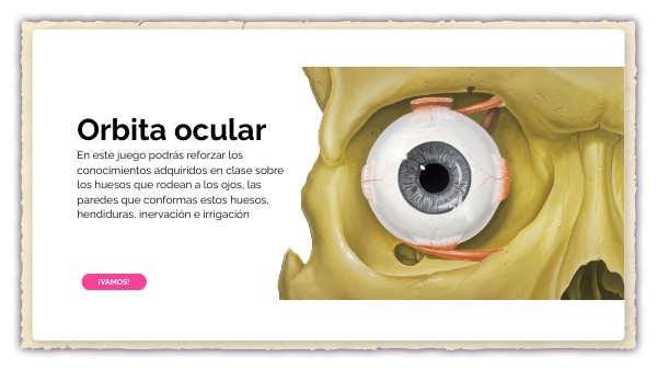 Orbita Ocular