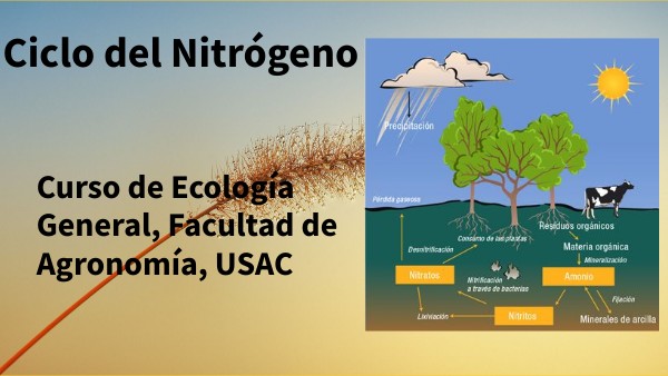 Ciclo del nitrógeno