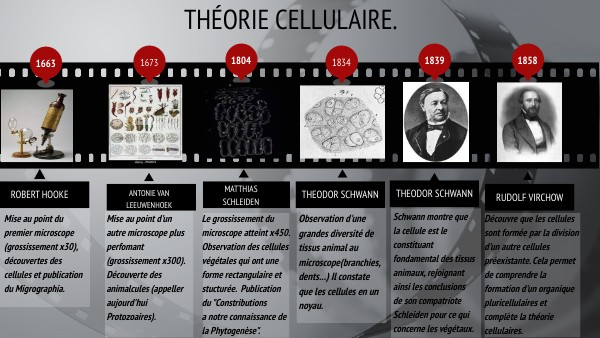 Théorie Cellulaire.