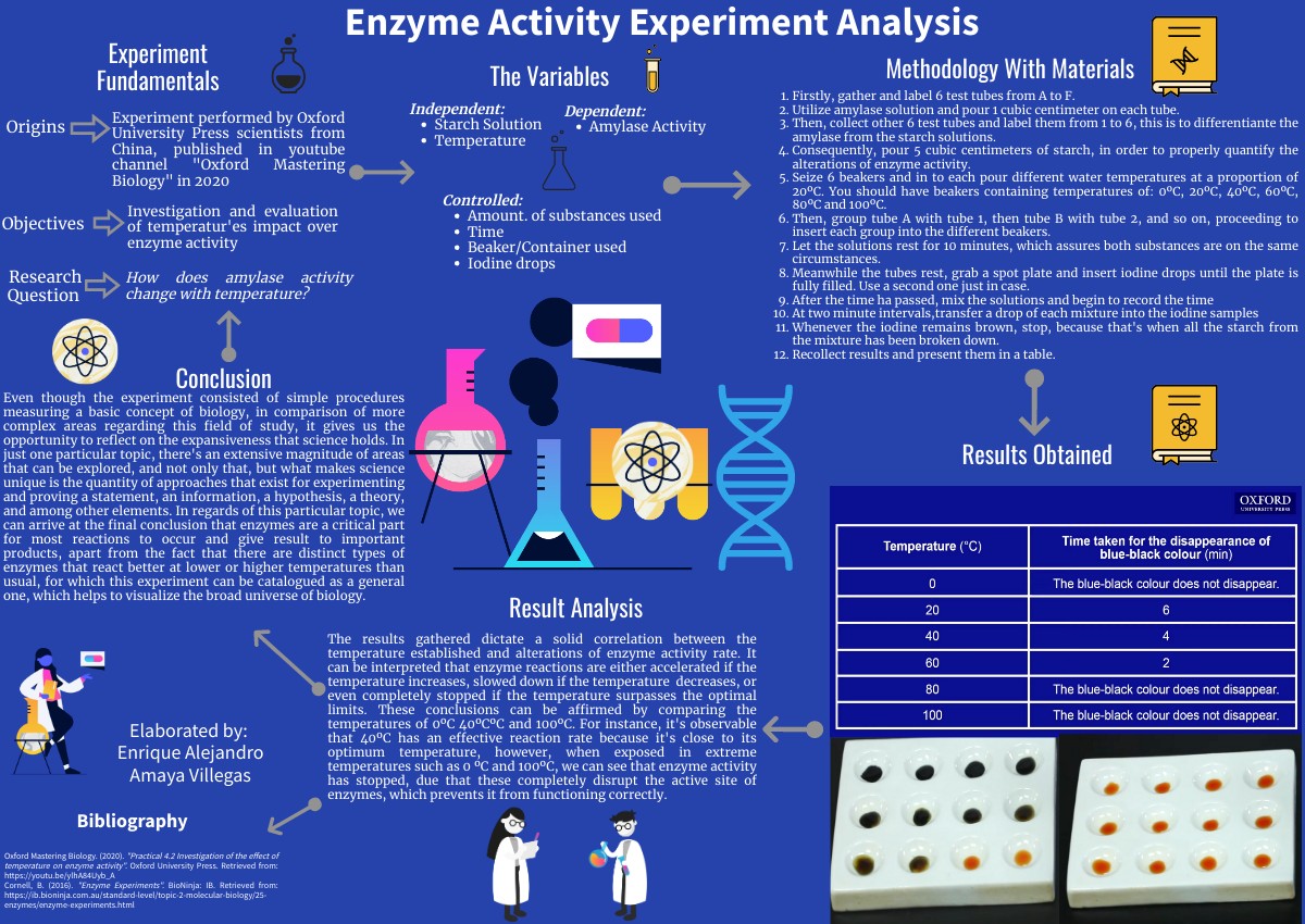 Enzyme Activity Infographic