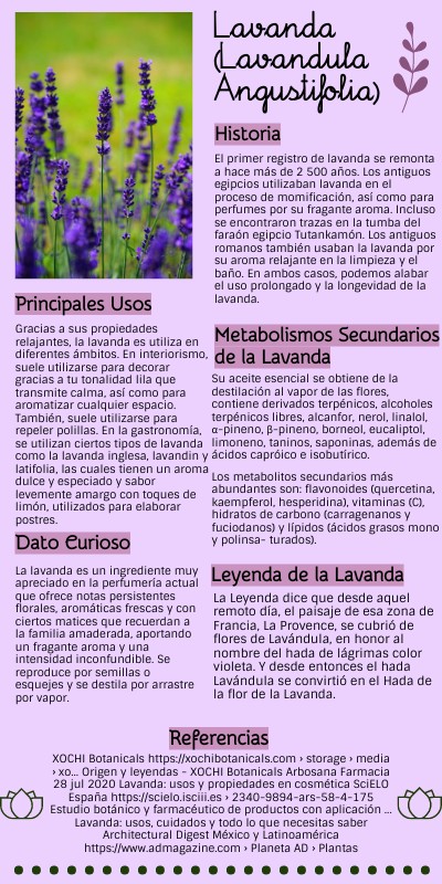 Ficha Técnica- Lavanda