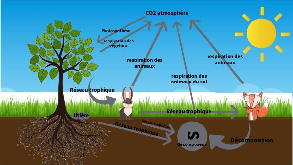 Cycle biogéochimique du carbone