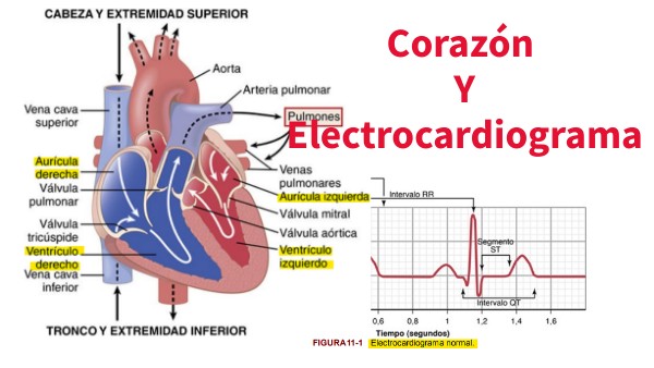 Corazón y Electrocardiograma