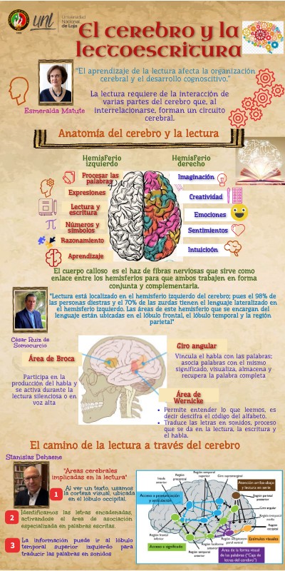 El cerebro y la lectoescritura