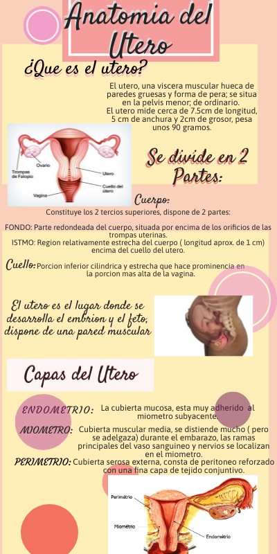 Anatomia del utero