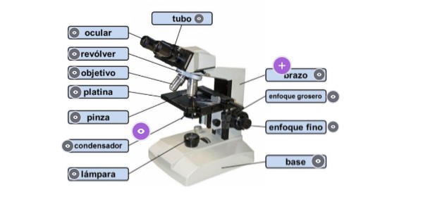 Partes del Microscopio