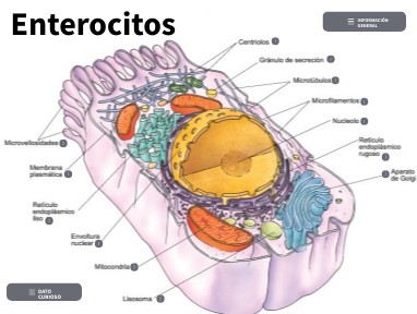 Célula: Enterocito