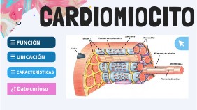 Célula cardiomiocitos