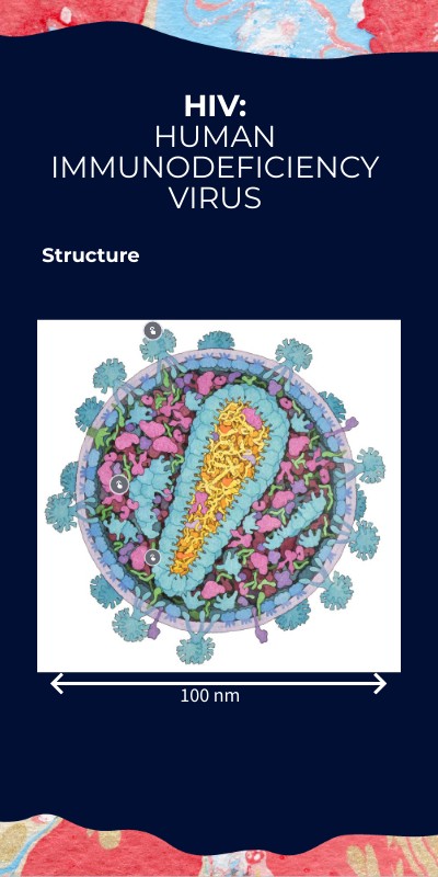 The Structure of HIV