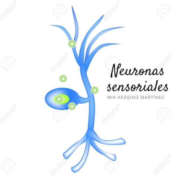 Neuronas sensoriales