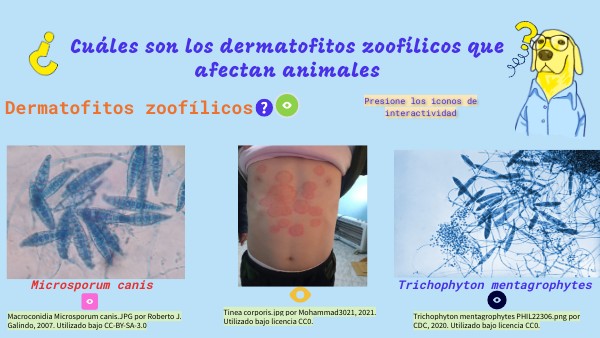 Dermatofitos