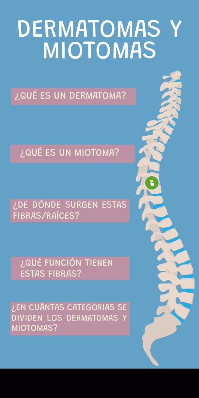 INFO DERMATOMAS Y MIOTOMAS