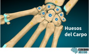 Huesos Del Carpo