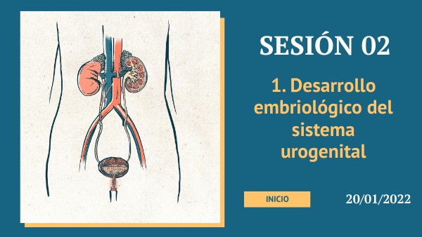 SESION 02 20 01 SISTEMA GENITOURINARIO
